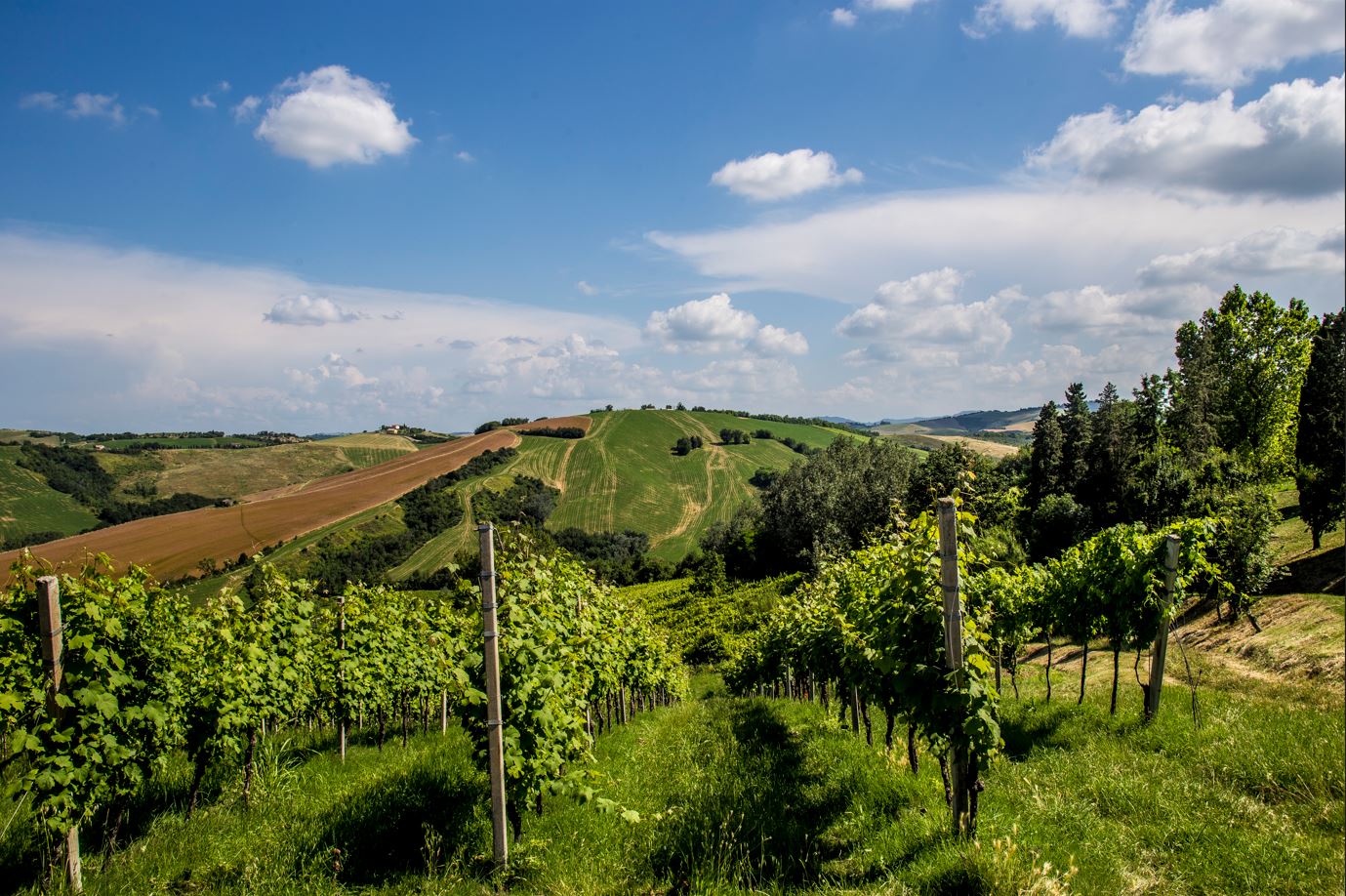 Le Sottozone del Romagna Sangiovese: Marzeno | Consorzio Vini di Romagna